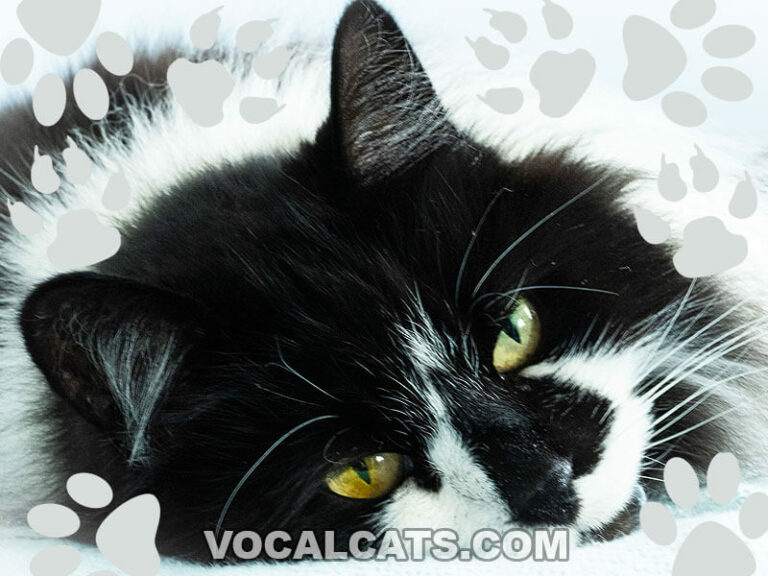 Black Ragdoll Cat: Complete Guide - Vocal Cats