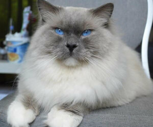 Blue Mitted Ragdoll: Complete Guide - Vocal Cats