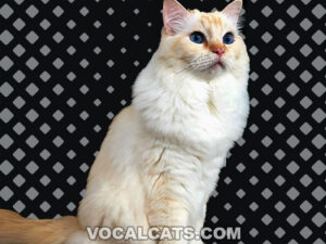 Red Ragdoll Cat: Complete Guide - Vocal Cats