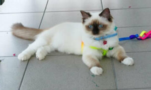 Seal Mitted Ragdoll: Complete Guide - Vocal Cats