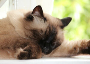 Sepia Ragdoll: Complete Guide - Vocal Cats