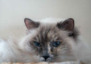 Tortie Ragdoll Cat: Complete Guide - Vocal Cats