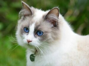 Grey Ragdoll Cat: Complete Guide - Vocal Cats
