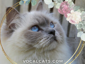Grey Ragdoll Cat: Complete Guide - Vocal Cats