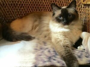 Himalayan Ragdoll Cat: Complete Guide - Vocal Cats
