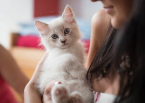 Himalayan Ragdoll Cat: Complete Guide - Vocal Cats