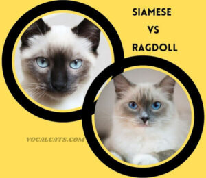Siamese Ragdoll Cat: Ragamese Complete Guide - Vocal Cats