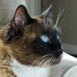 Snowshoe Siamese Cat: Complete Guide - Vocal Cats