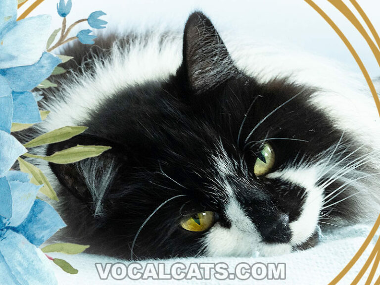 Black And White Ragdoll Cat: Complete Guide - Vocal Cats