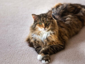 Calico Maine Coon: Complete Guide - Vocal Cats