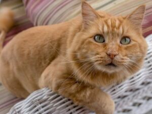 Orange Maine Coon Cat: Complete Guide - Vocal Cats