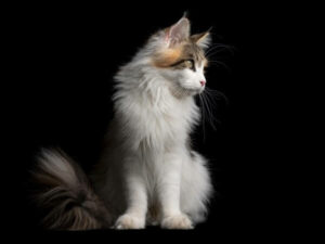 Calico Maine Coon: Complete Guide - Vocal Cats