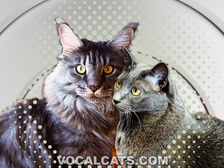 Russian Blue Mixed with Siamese: Complete Guide - Vocal Cats