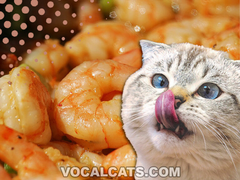 Can Cats Eat Mackerel? (Raw, Canned, Oil, Tomato Sauce) - Vocal Cats