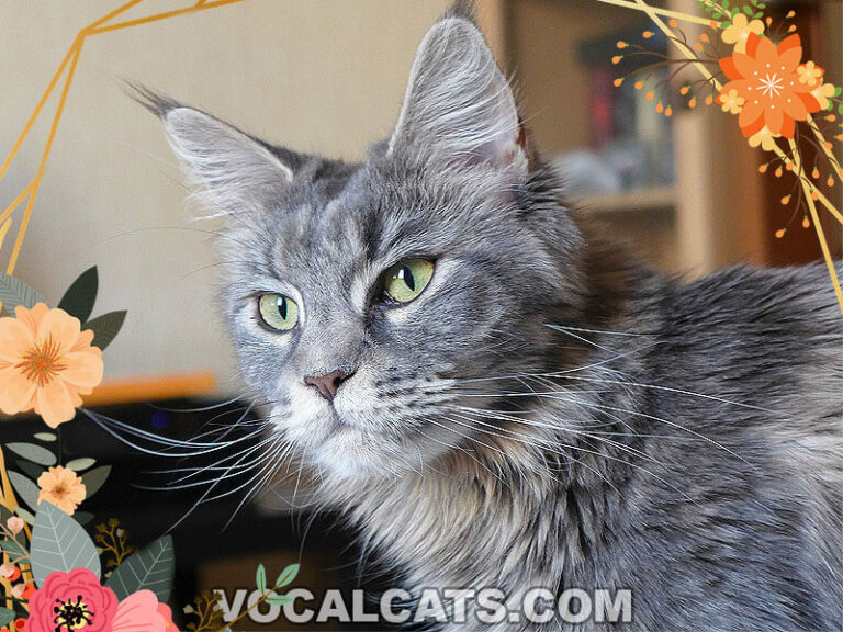 Grey Ragdoll Cat: Complete Guide - Vocal Cats