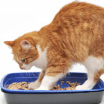 Cat Digging In Litter Box: 10 Reasons Why & What To Do! - Vocal Cats