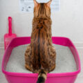 Cat Scratching Litter Box Excessively: 10 Reasons Why & What To Do ...