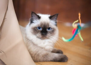 Ragdoll Bengal Mix: Complete Guide - Vocal Cats