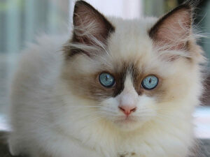 Ragdoll vs Himalayan: What’s The Difference? (With Pictures) - Vocal Cats