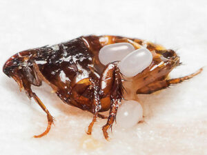 What Do Cat Fleas Look Like To The Human Eye? With Pictures! - Vocal Cats