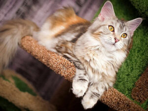 Serval Maine Coon Mix: Complete Guide - Vocal Cats